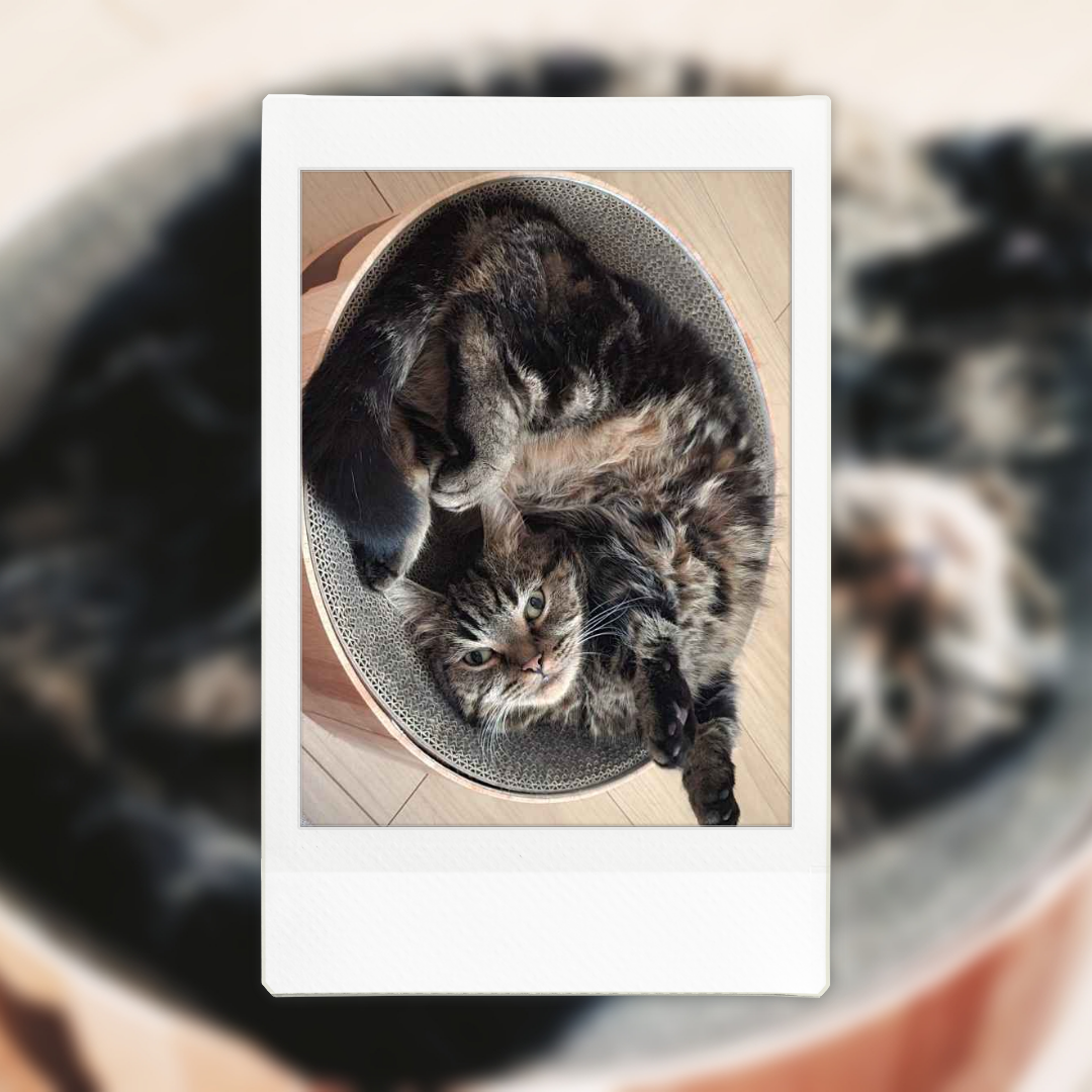 レビュー INSTAX mini Link 2：スマホの写真がフィルムになって楽しい！推し活も捗る | NekosatoLog